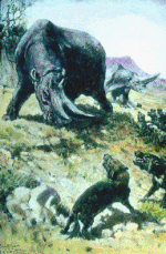 Psovité šelmy :: Psovité šelmy